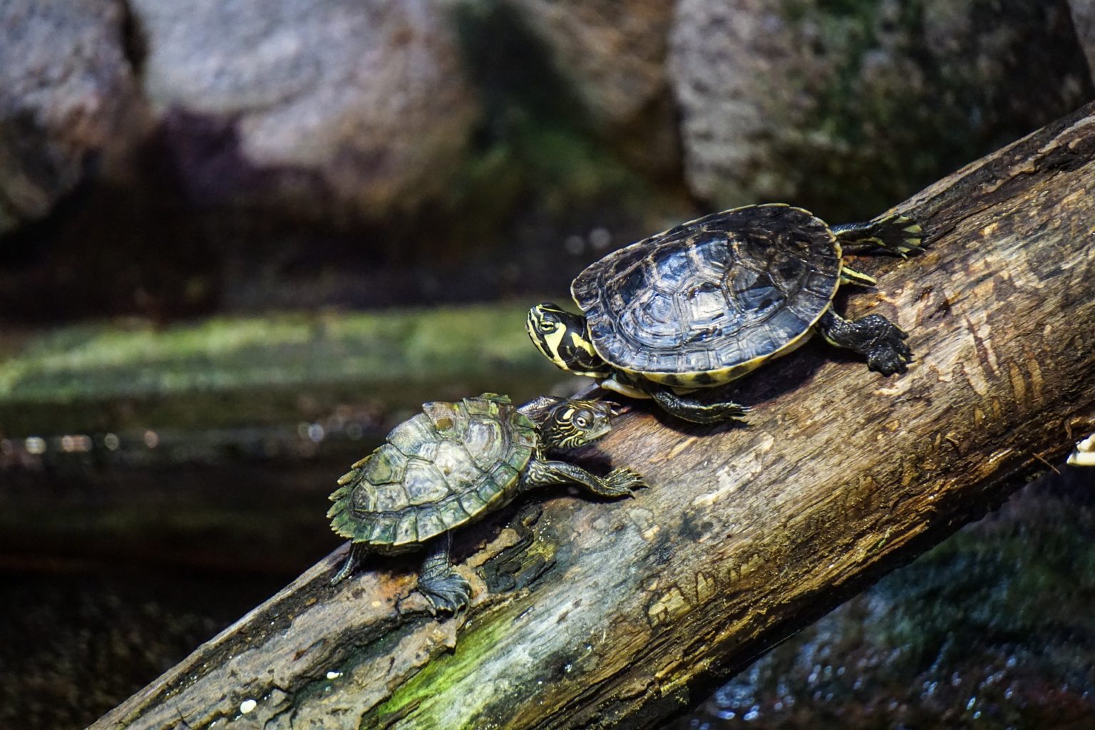 3 Healthy Living Insights Learned from Turtles | JillFit